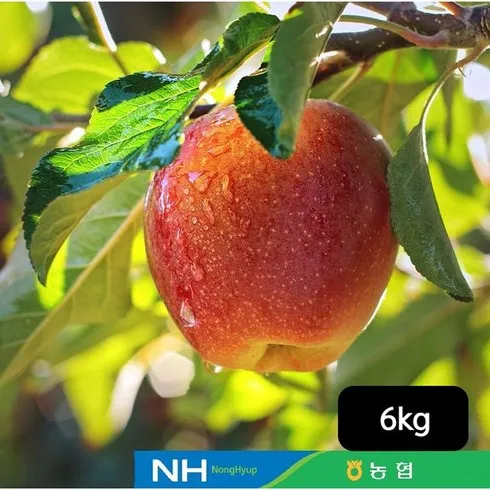 2024년 최고의 2023 가족 의성진 보조개사과 2.5kg2박스총 5kg 추천 탑 8 - 할인미소